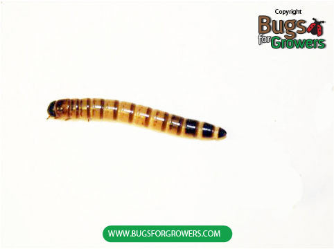 Small Superworms – Bugs for Growers